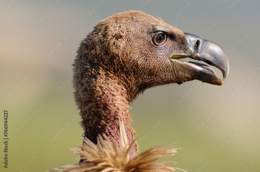 CAPE VULTURE (Gyps coprotheres), threatened status. close up showing ...