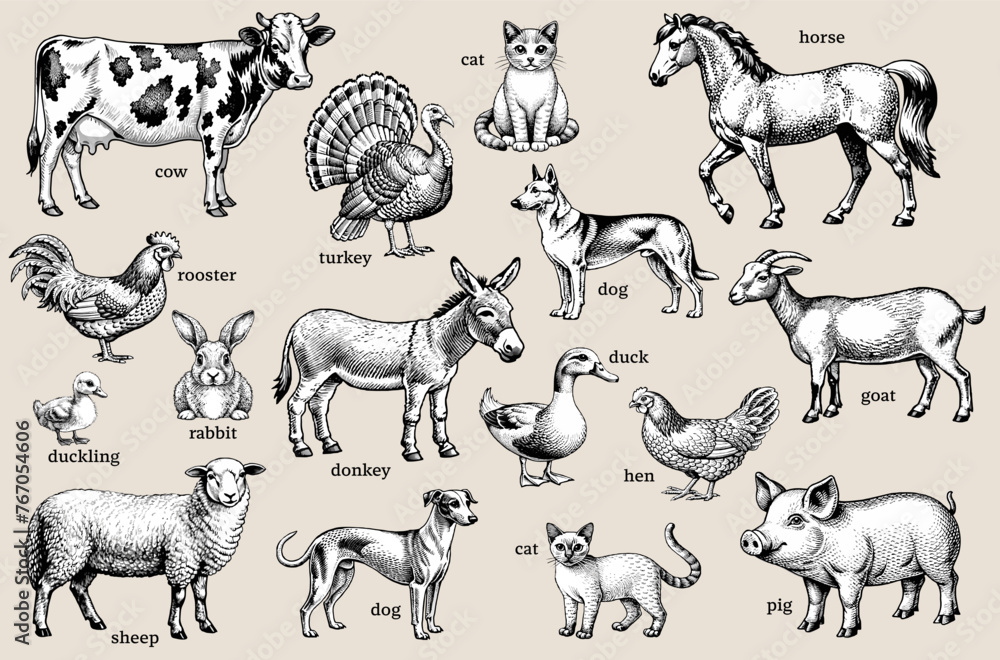 Classic vintage black and white illustration of farm animals Stock ...