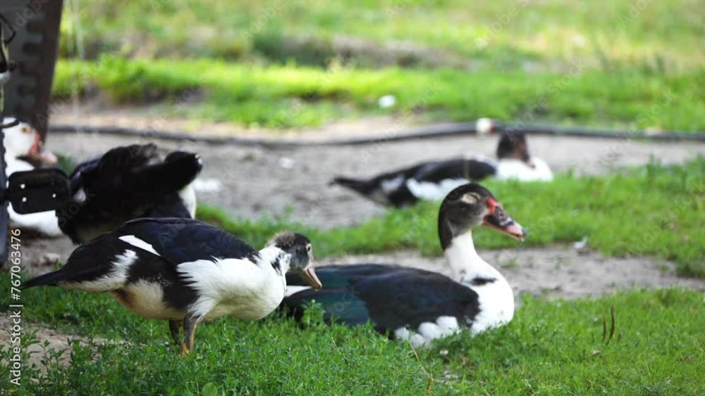 Muscovy duck (Cairina moschata) is a large duck native to the Americas ...