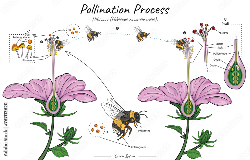 Poster Pollination process of a flower hibiscus flower with bumblebee ...