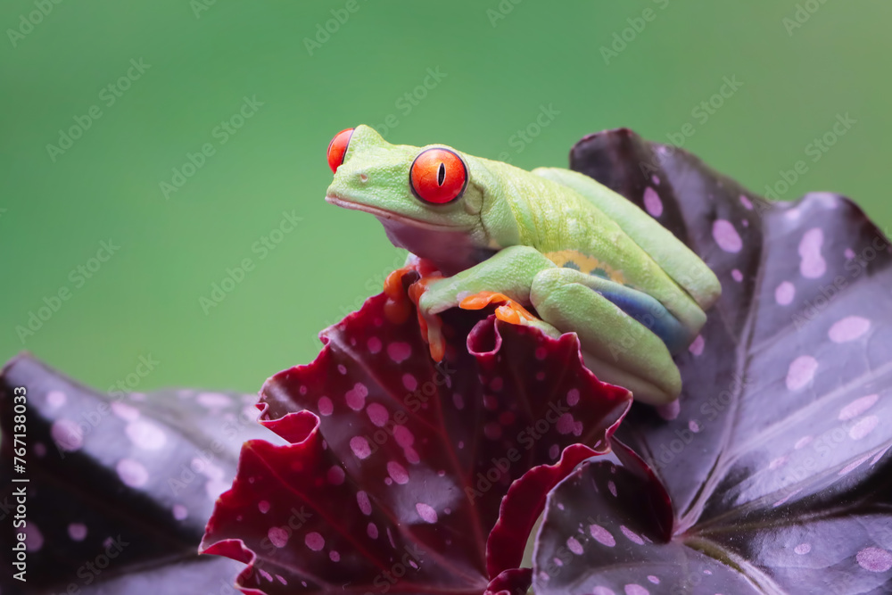 Red-eyed tree frog sitting on green leaves, red-eyed tree frog ...