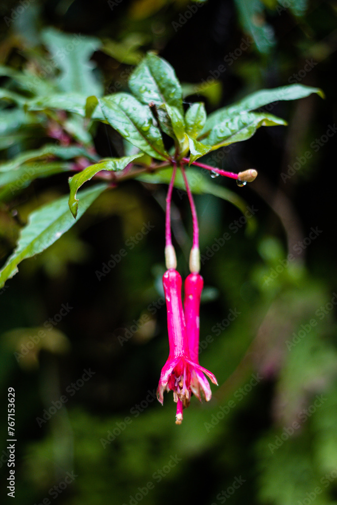 La majestuosa Cantuta: Embajadora de la belleza natural del Perú ...