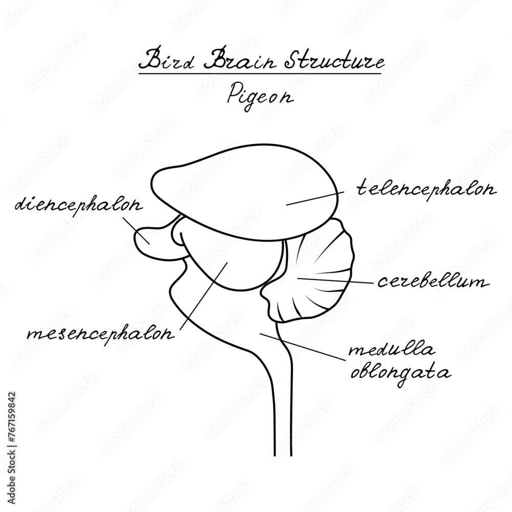 Brain bird structure. Vector black and white image. Stock Vector ...