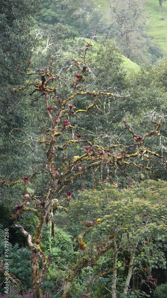 Red bromeliads growing on a tree in the high altitude cloud forest at ...