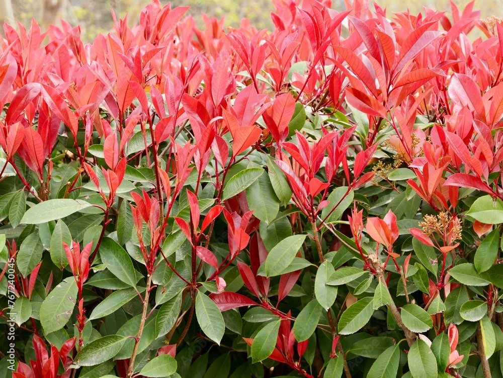 Photinia × fraseri, a red tip photinia and Christmas berry, a hybrid ...