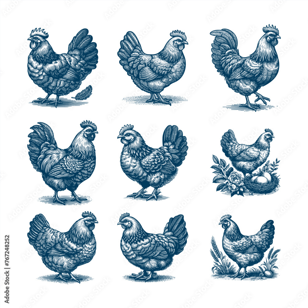 Hand drawn chicken, Poultry, broiler, farm animal. Vintage sketch ...