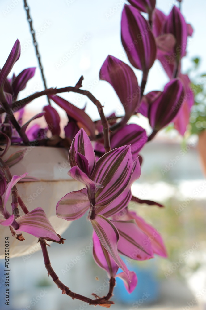Silver Inch Plant (Tradescantia zebrina) also known as Wandering Jew ...
