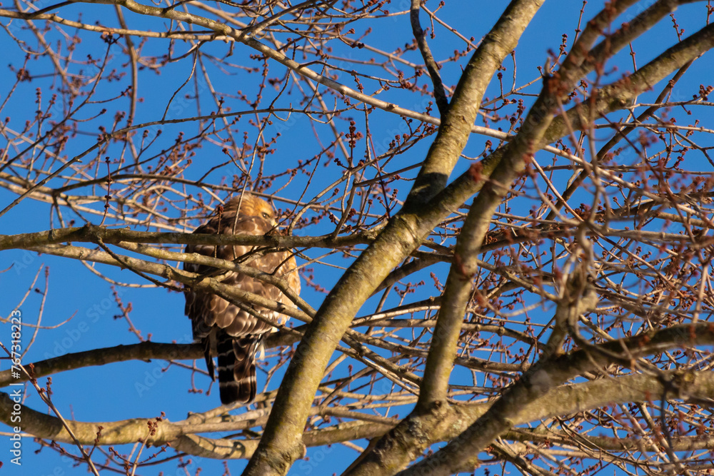 This beautiful red-shouldered hawk is perched in the tree trying stay ...