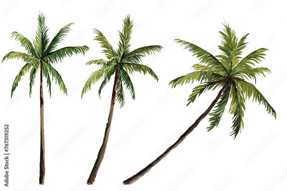 coconut tree Tropical palm tree with coconuts against a white ...