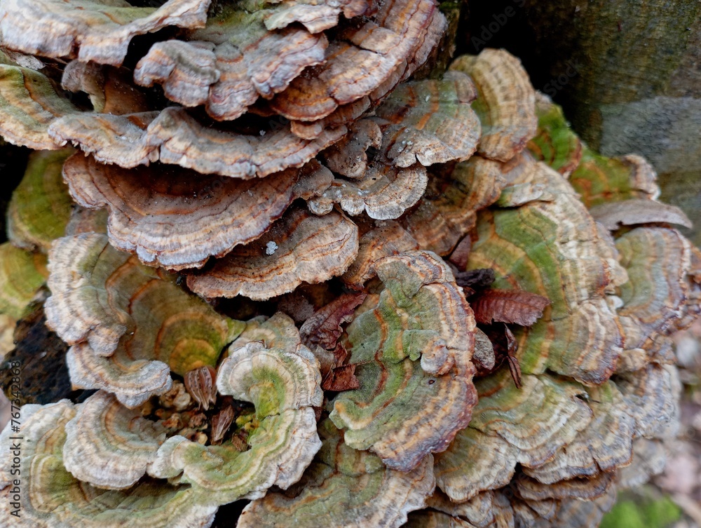 Old gray mushroom covered with green moss with multi-level wavy edges ...