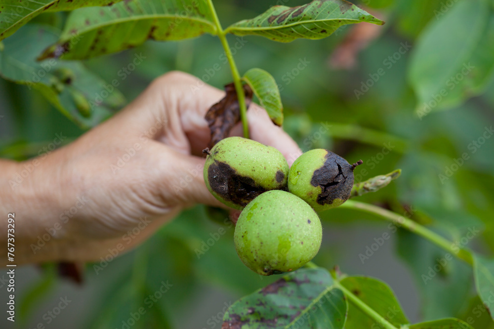 Juglans Regia - Walnut tree affected by bacterial disease - black spots ...