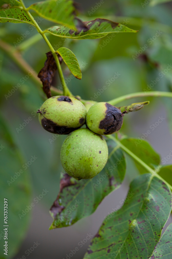 Juglans Regia - Walnut tree affected by bacterial disease - black spots ...