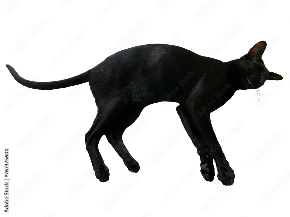 Black oriental cat with long black tail lying in PNG isolated on ...