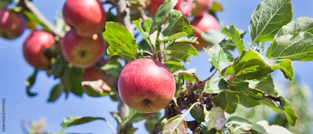 Red apple variety on the fruiting tree - malus domestica red devil in ...