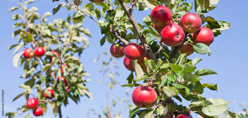 Red apple variety on the fruiting tree - malus domestica red devil in ...