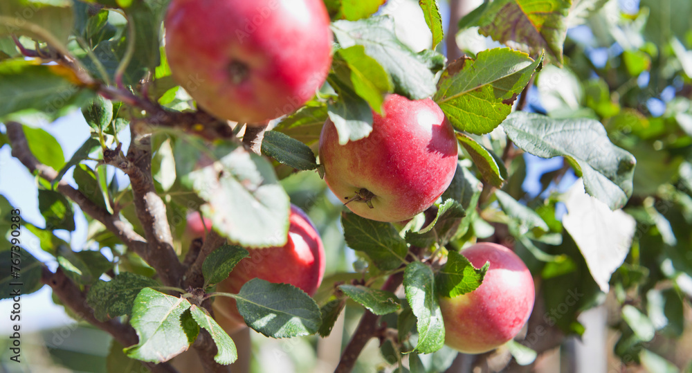 Red apple variety on the fruiting tree - malus domestica red devil in ...