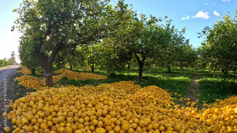 Piles of thousands of lemons lying on the ground rotting under lemon ...