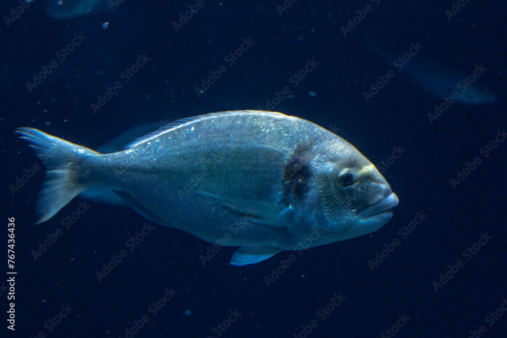 Single fish swimming in the deep blue ocean, with a clear view of its ...