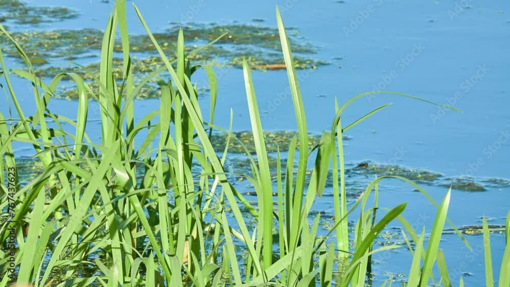 Sparganium erectum, simplestem bur-reed or branched bur-reed, is ...