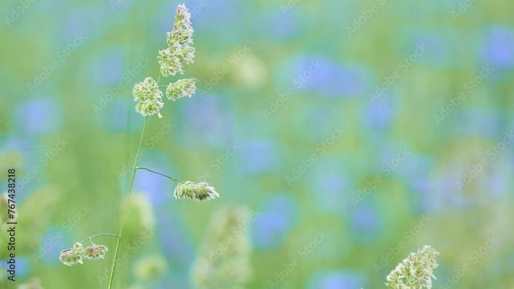 Puccinellia distans (European alkali, Reflexed-salt, Weeping alkali or ...