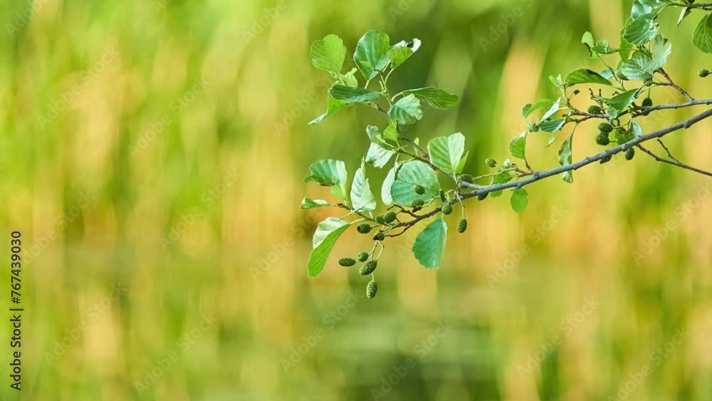 Alnus glutinosa, common, black, European black or just alder, is ...