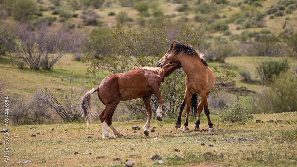 Aggressive wild horse stallions throat biting while fighting in the ...