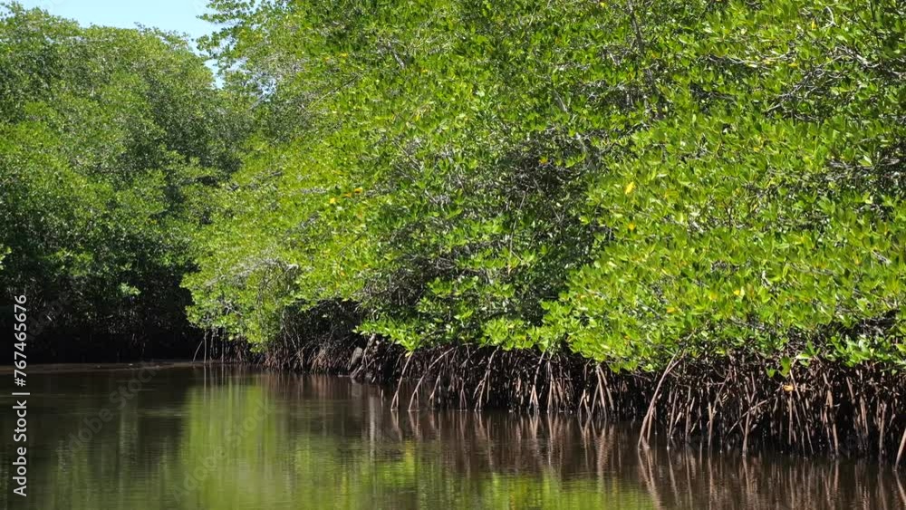 Mangroves, ecosystem view from river. Dynamic video: this is ecosystem ...