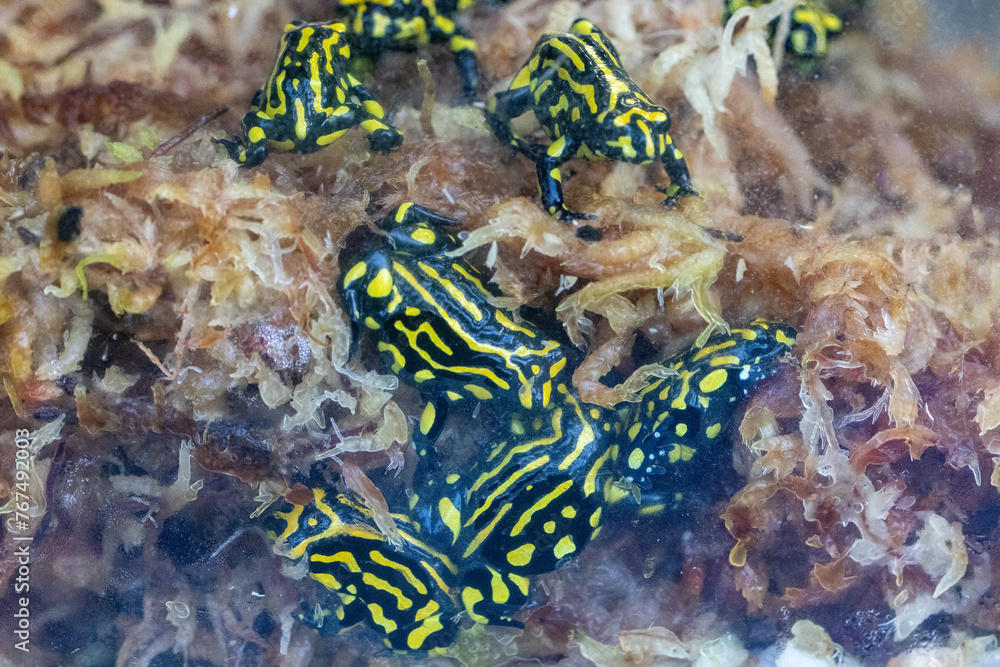 Captive Southern Corroboree frogs in Zoo Breeding program Stock Photo ...