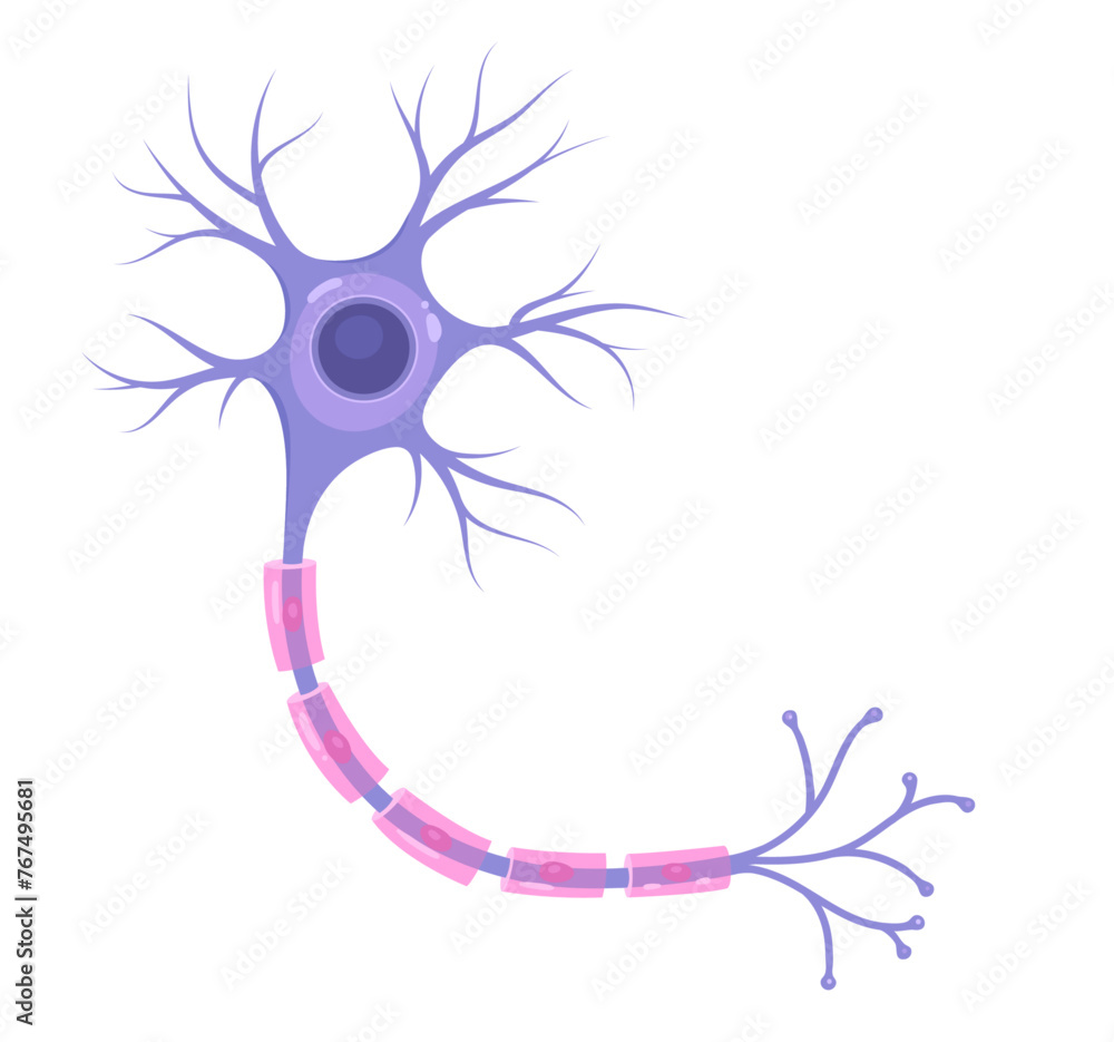 Illustration of neuron anatomy. Vector infographic (nerve cell axon and ...