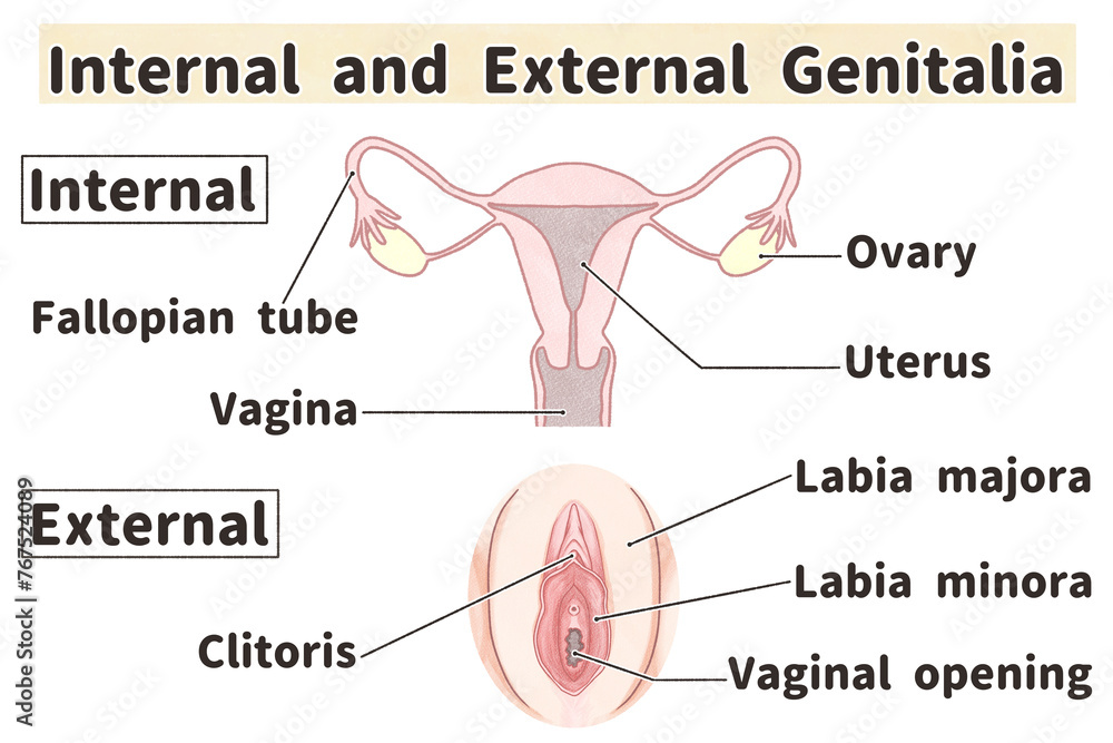 Internal and External Female reproductive system Labeled diagram PNG ... Internal and External Female reproductive system Labeled diagram PNG ...