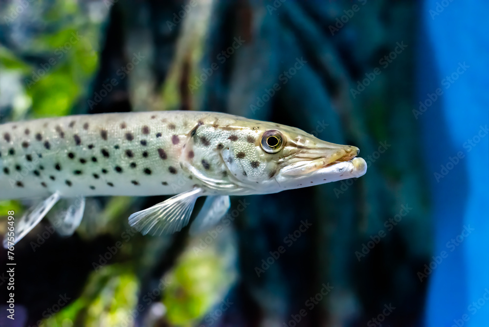 The Amur pike (Esox reichertii), also known as the blackspotted pike ...