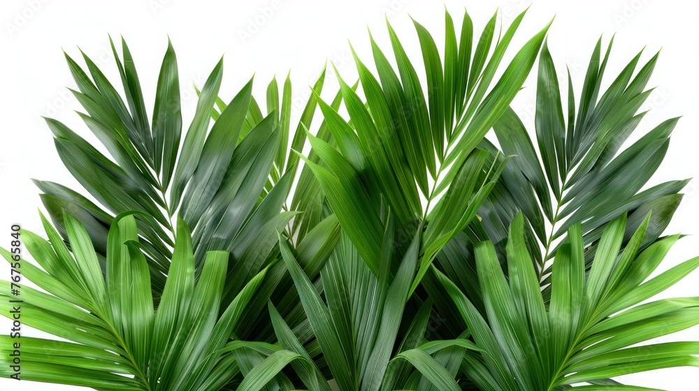 Tropical Nipa Palm Leaves - Isolated on White Background with Clipping ...