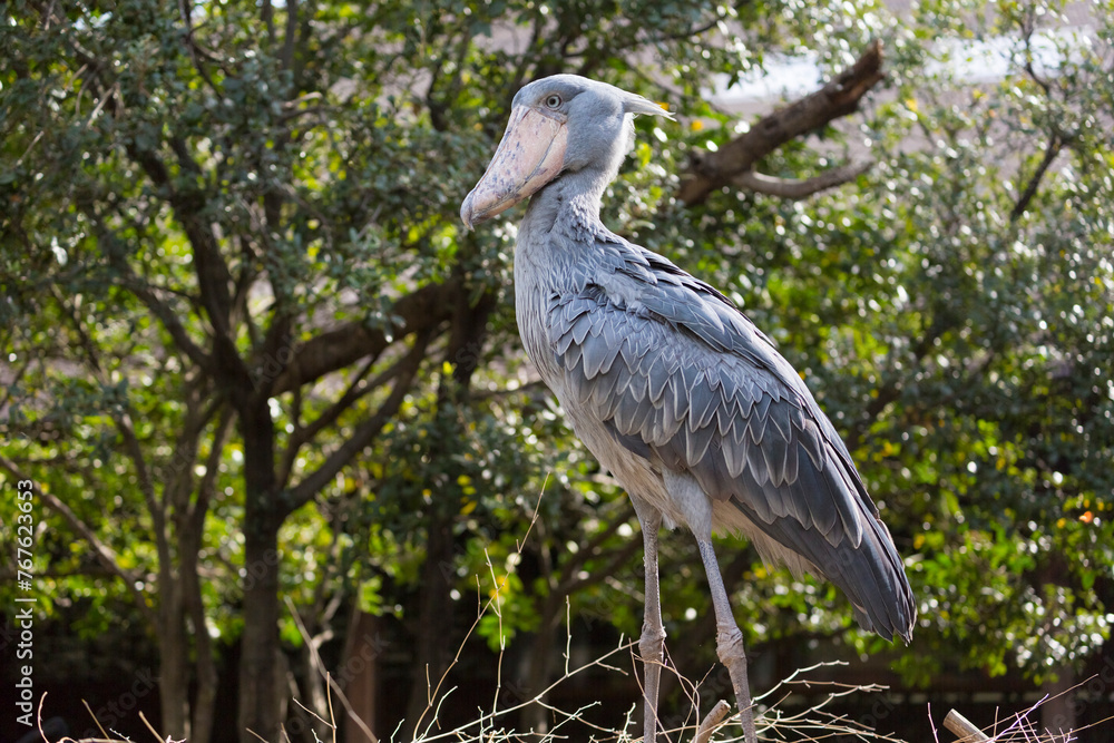 Shoebill stork standing on the grass taken from the side. It is also ...
