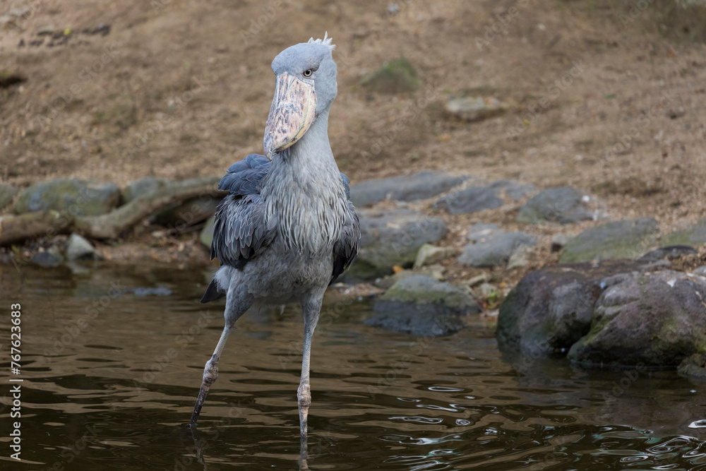 Shoebill stork is walking in the pond slowly. It is also known as the ...