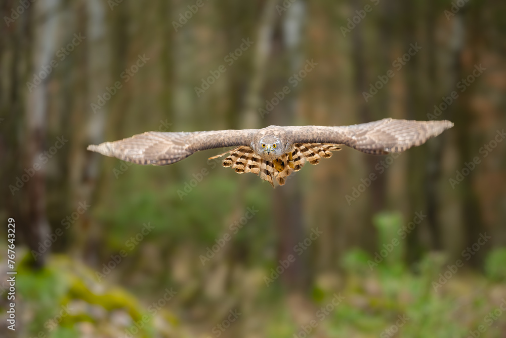 The hawk (Accipiter gentilis) is a medium-sized predator species in the ...