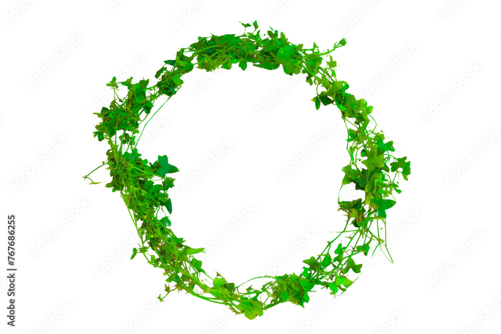 Green ivy circle frame isolated on transparent background PNG file ...