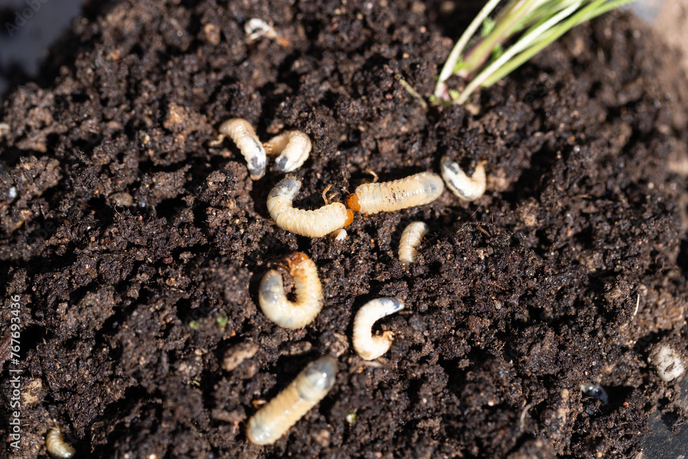 Nature's Battlefront: Behold a Field Ravaged by Beetle Larvae, Where ...