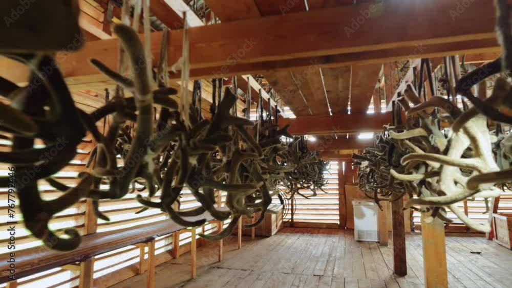Hanging deer maral horns drying in hangar at farm. Cut Siberian stag ...