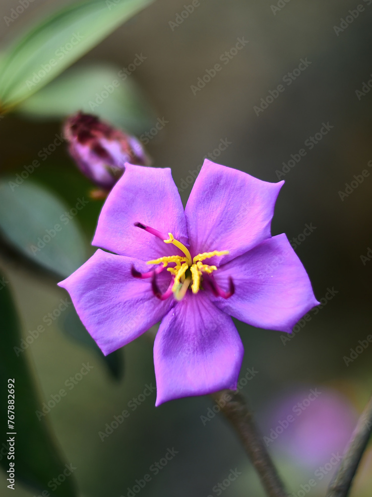 Melastoma malabathricum, known also as Malabar melastome, Indian ...