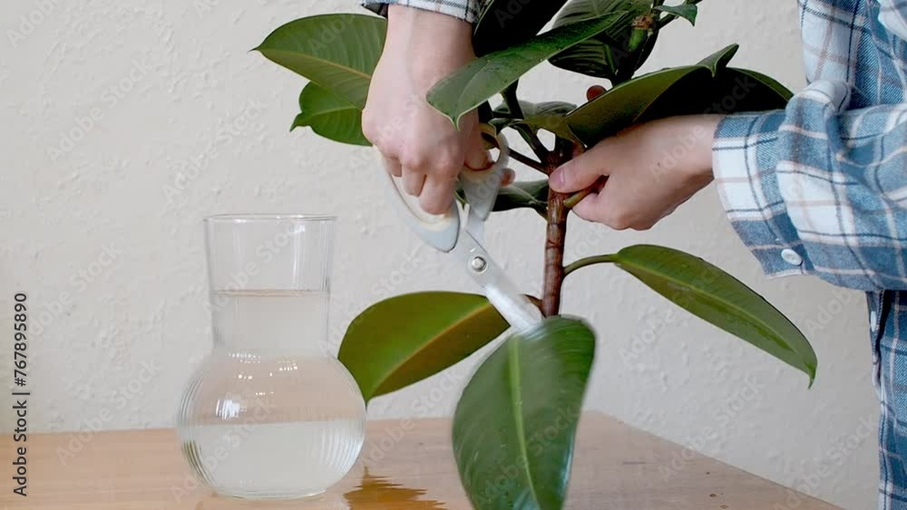 Ficus home plant care. A young girl trims the leaves of the ficus ...