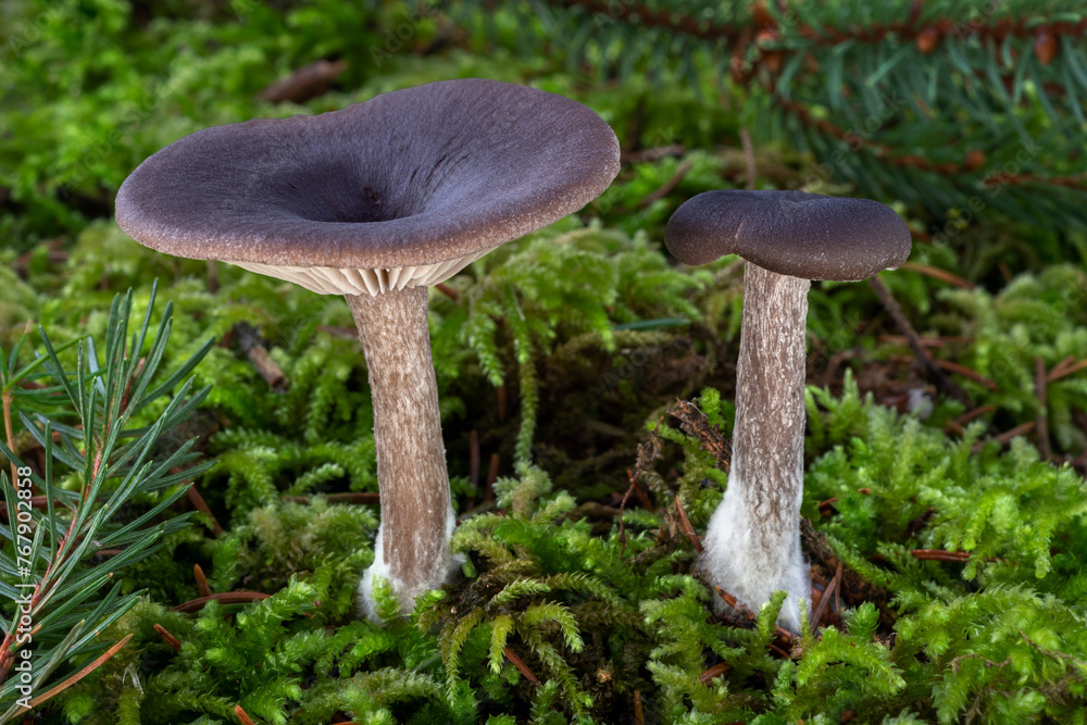Pseudoclitocybe cyathiformis, known as the goblet funnel cap mushroom ...