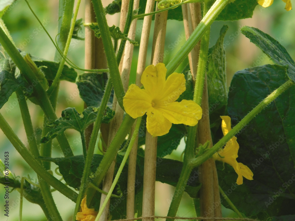Cute cucumber flowers that bloom in early summer Stock Photo | Adobe Stock