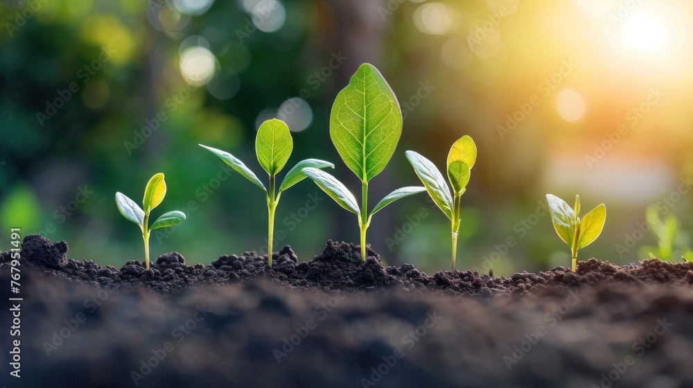 Sequence of plant growth stages from sprouting seedling to mature plant ...
