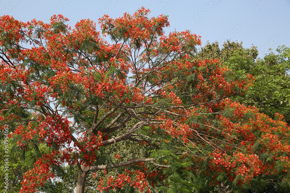 Delonix Regia, family Fabaceae, subfamily Caesalpinioideae, in summer ...