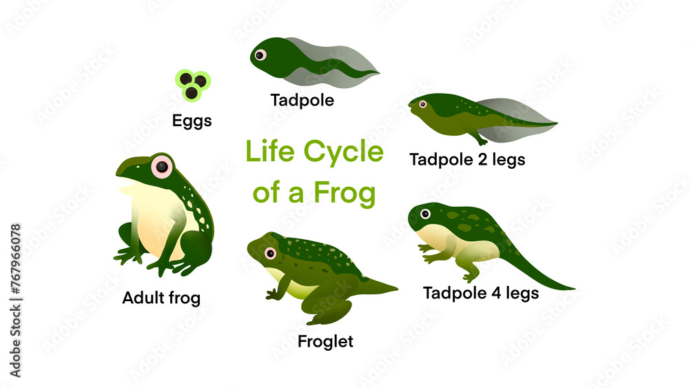 The life cycle of a frog, Frog Life Cycle Set, frog life cycle ...