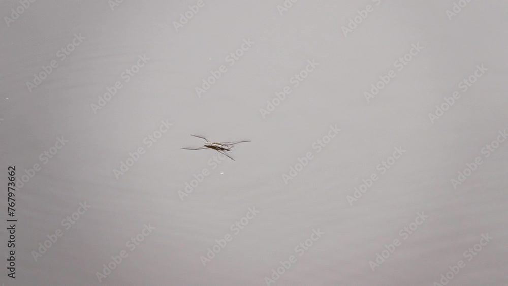 Waterbug swims in the water. Gerridae are a family of insects in the ...