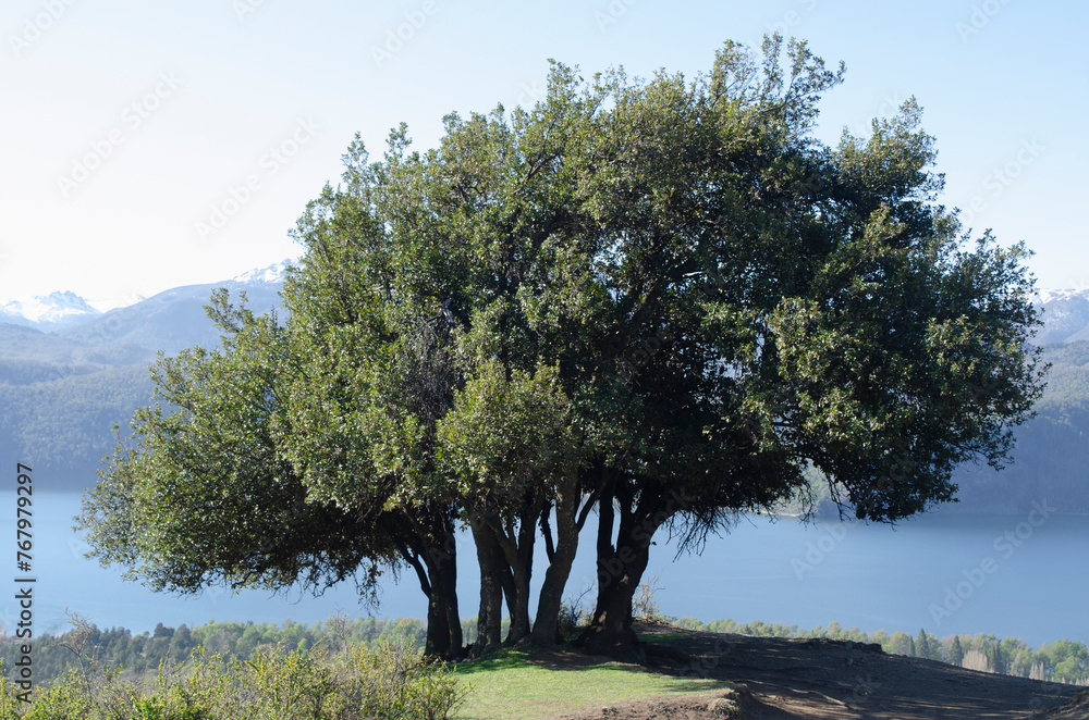 maiten or Maytenus boaria, autochthonous tree native to Argentine ...