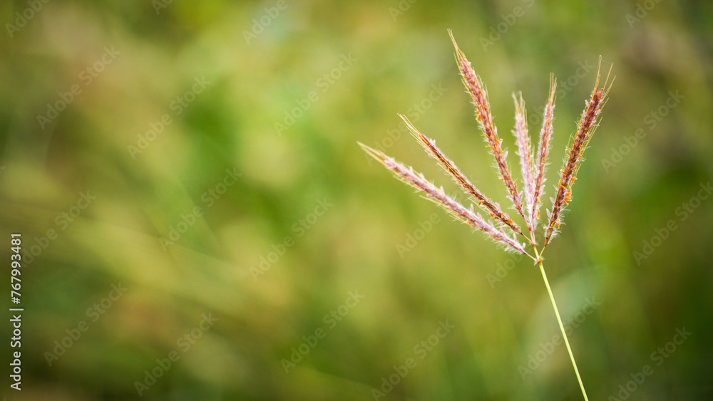 Dichanthium Annulatum grass pant with green blurry background. Stock ...