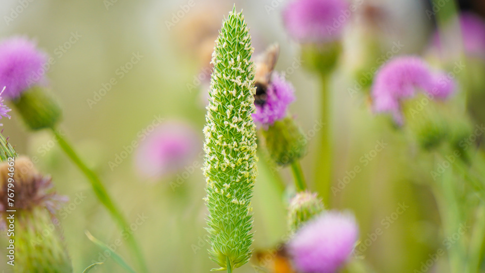 Timothy Grass Culm With Morning Dew Drops Inflorescence Of Timothy Grass In Detail Isolated