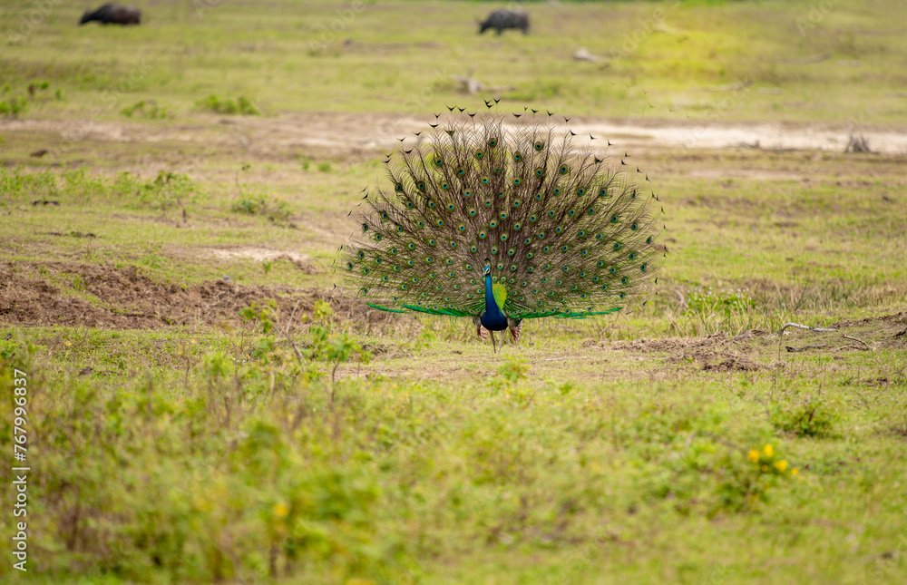 Peacock is the name given to two species of birds from the Pavo genus ...